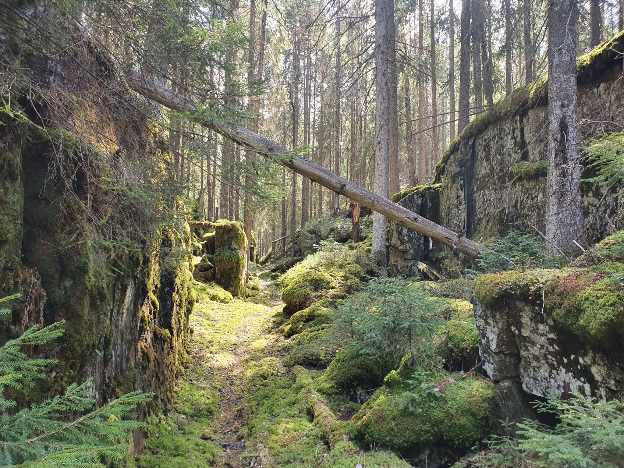 Hva er en skog – Levende Skog