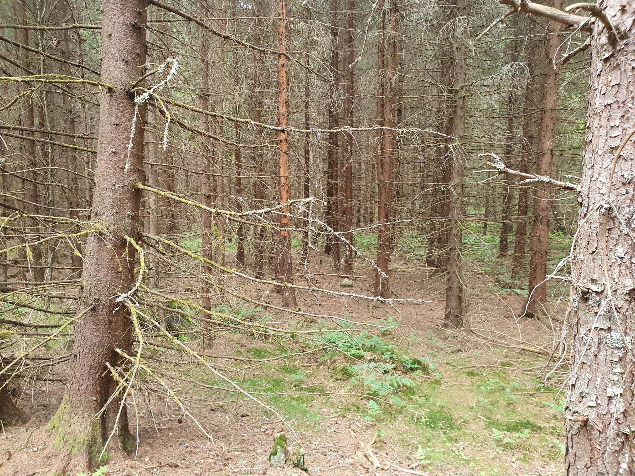 Hva er en skog – Levende Skog