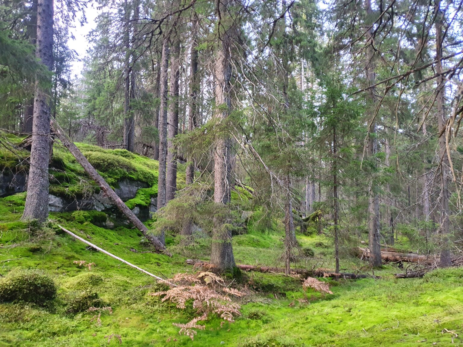 Hva er en skog – Levende Skog