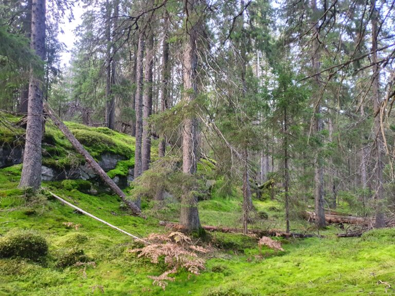 Hva er en skog – Levende Skog